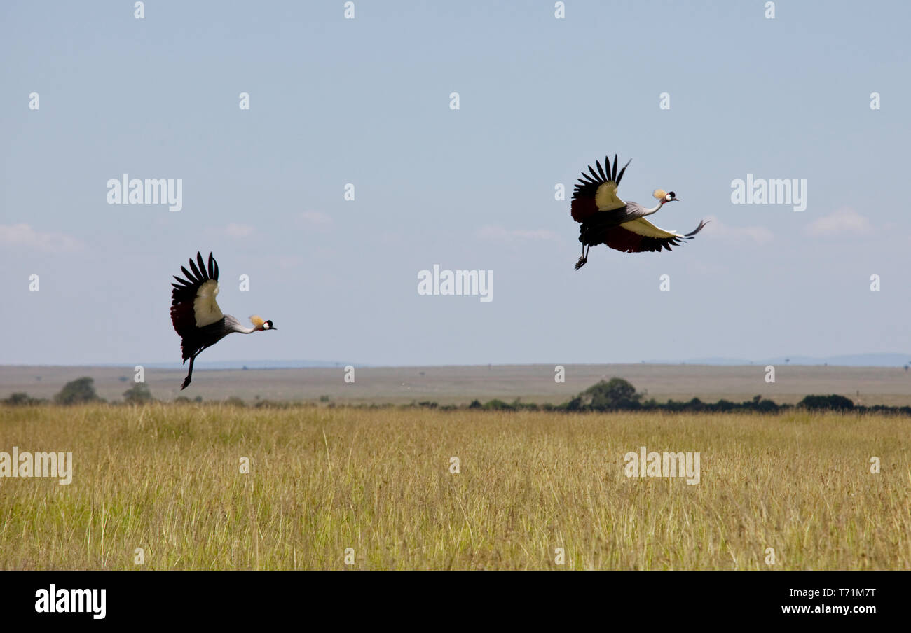 Bird in Kenya Stock Photo - Alamy