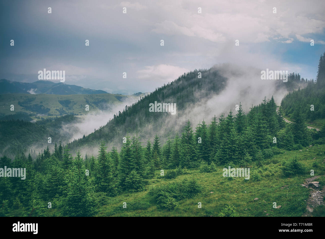 beautiful mountain landscape with forest Stock Photo - Alamy