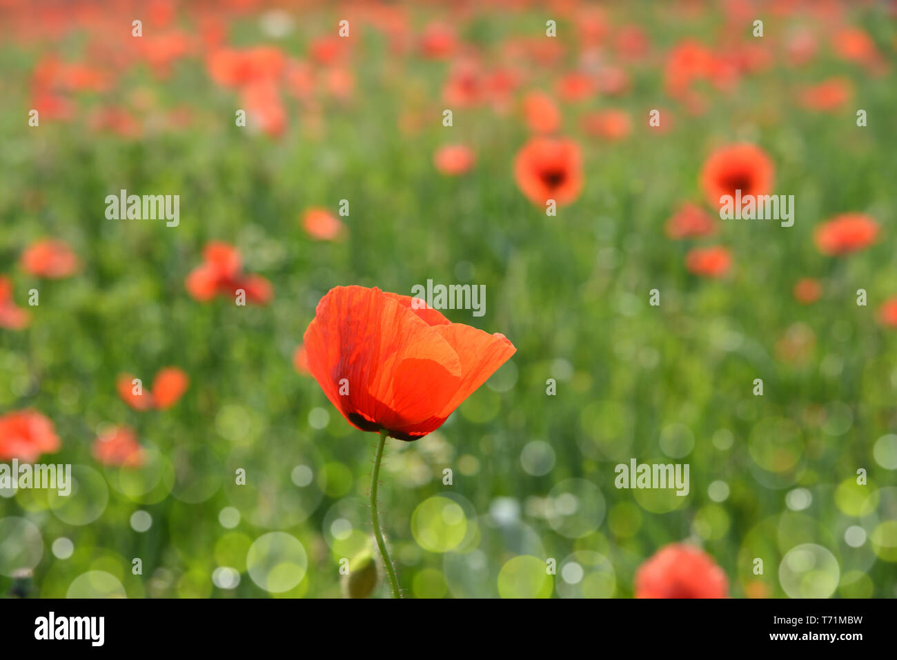 678 hi-res stock photography and images - Alamy
