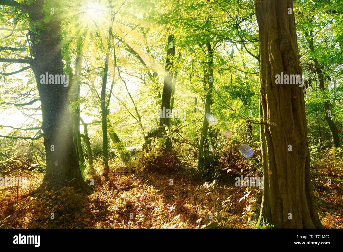 682 hi-res stock photography and images - Alamy