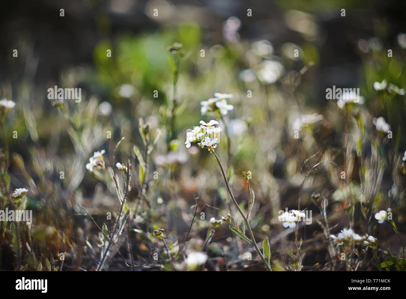 Small white delicate spring flowers grow in a small clearing ...