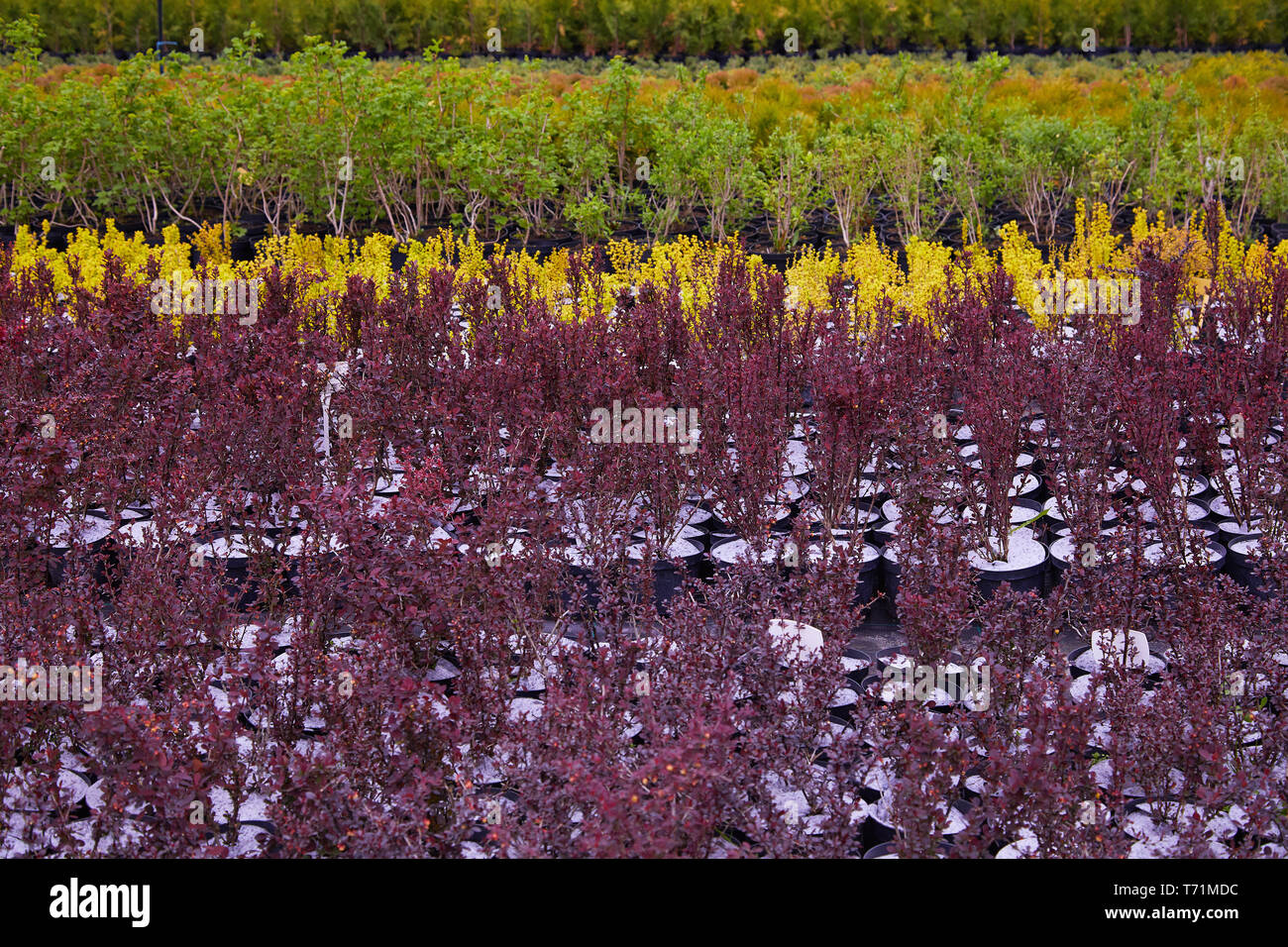Nursery plants conifers hi-res stock photography and images - Alamy