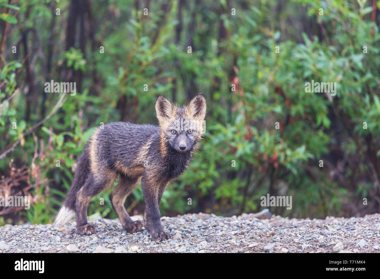 Arctic fox tundra alaska spring hi-res stock photography and images - Alamy
