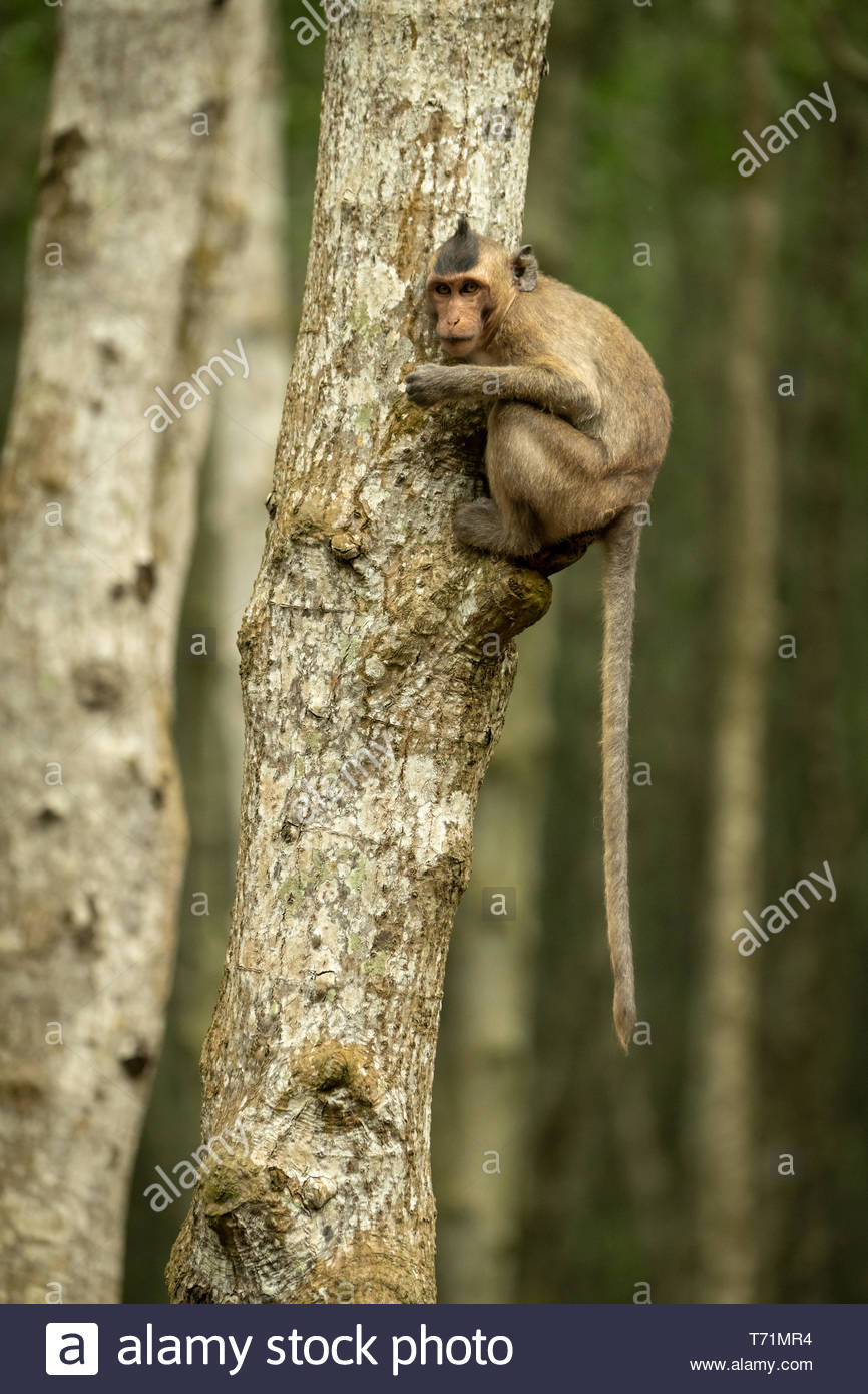 Long Tail Monkey Stock Photos & Long Tail Monkey Stock Images - Alamy