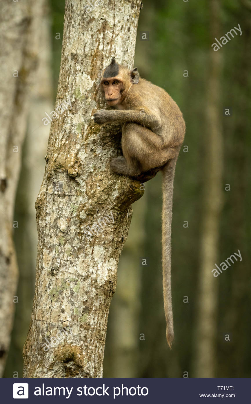 Long Tail Monkey Stock Photos & Long Tail Monkey Stock Images - Alamy