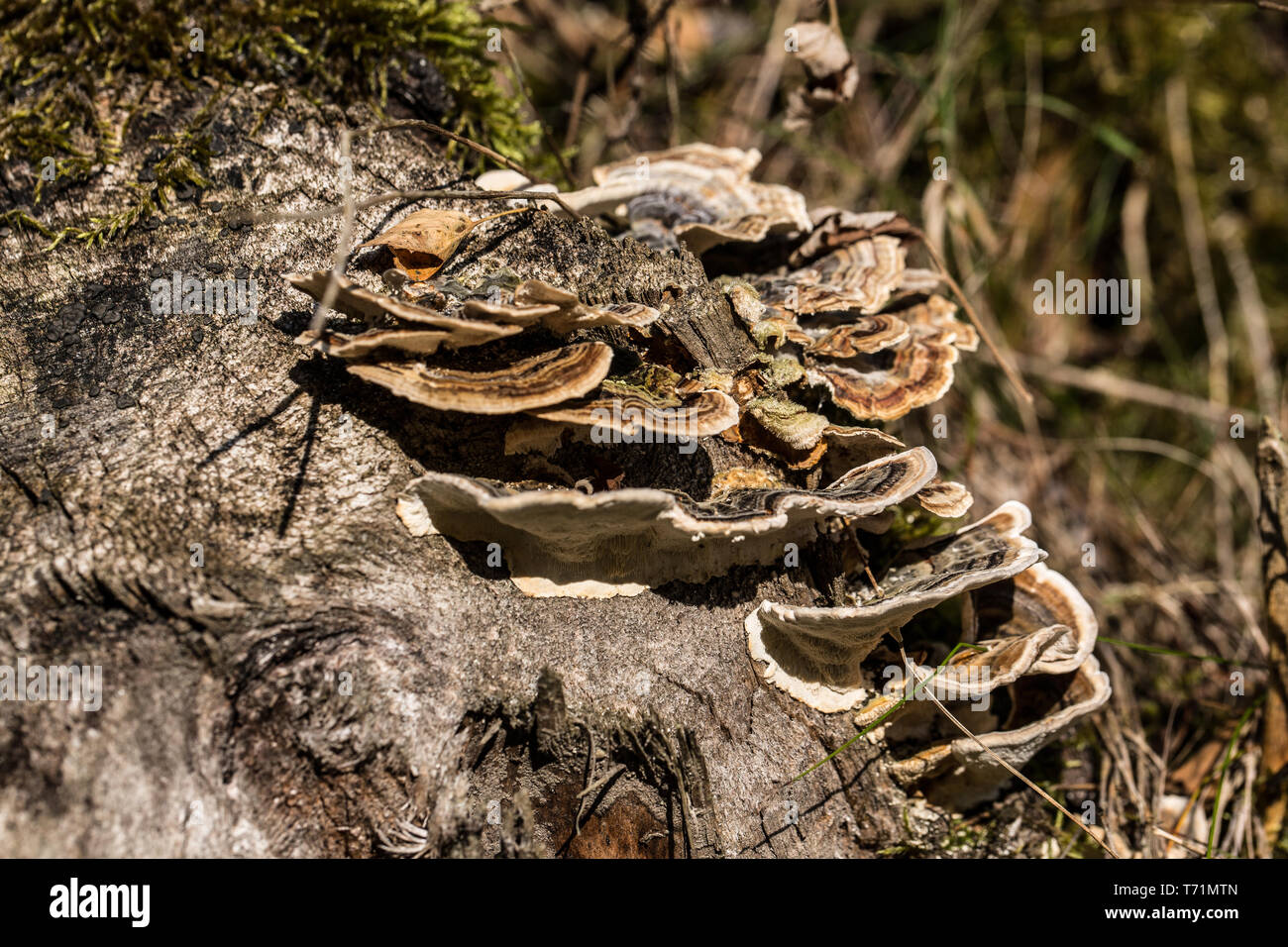 Mushrooms on dead wood hi-res stock photography and images - Alamy