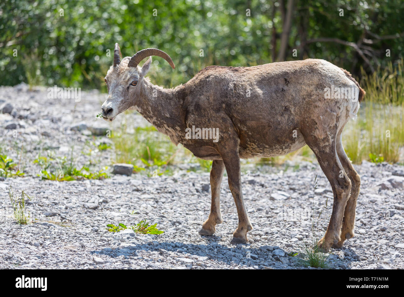 Goat in Canada Stock Photo - Alamy
