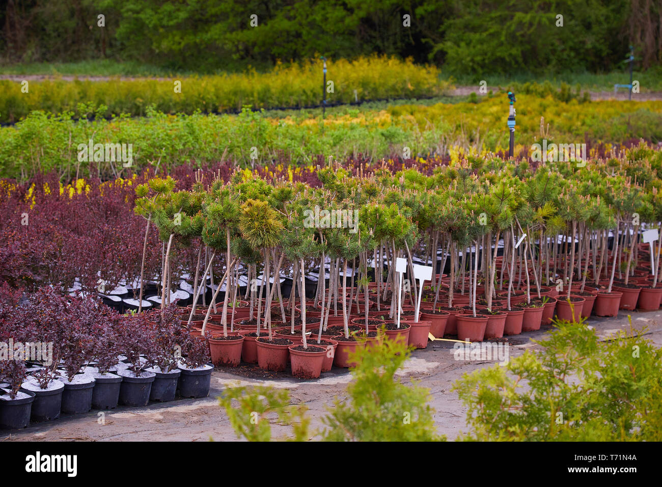 Garden store center with many of young coniferous trees. The nursery of ...