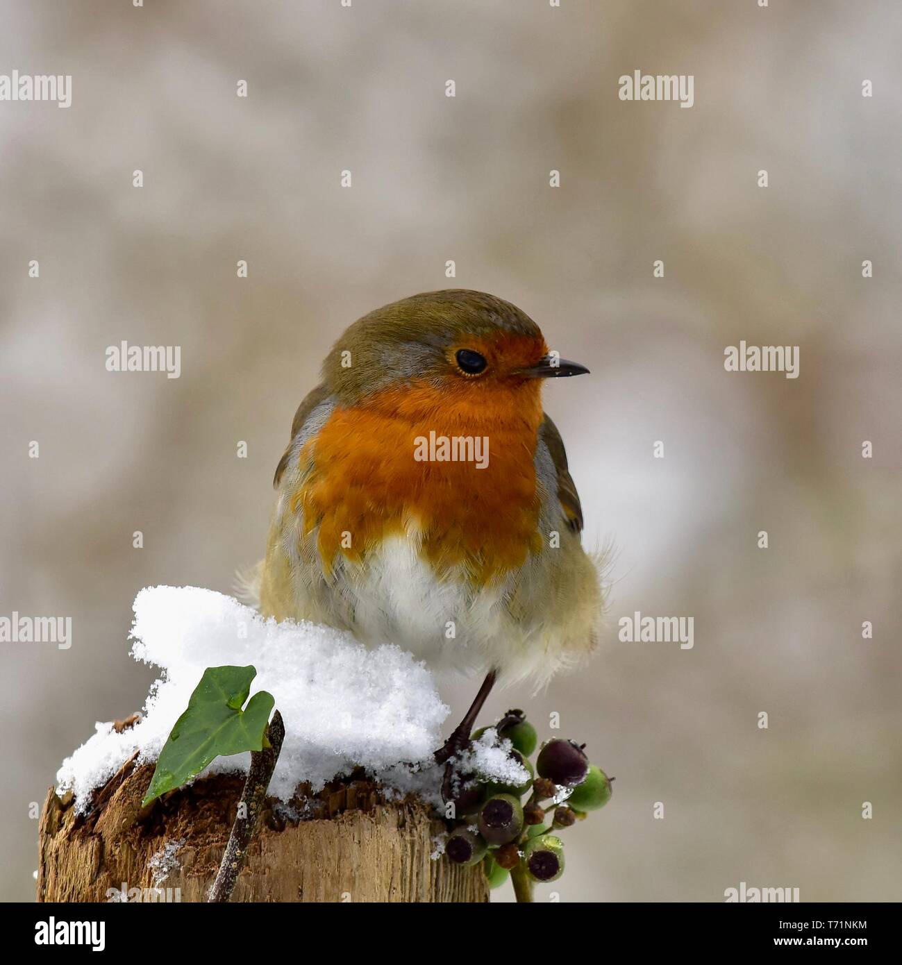 Robin fluffed up hi-res stock photography and images - Alamy