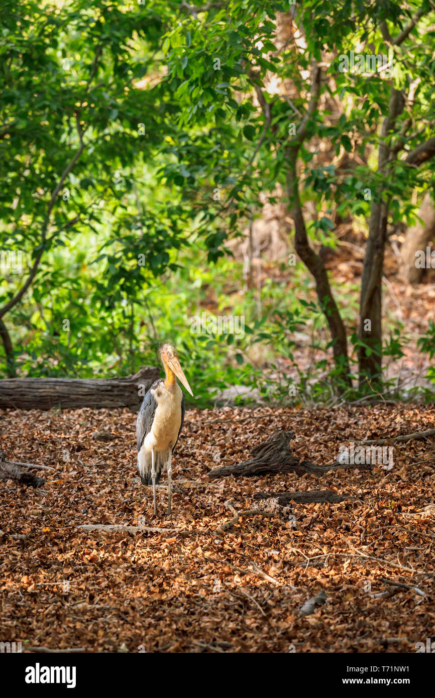 Indian stork bird hi-res stock photography and images - Alamy