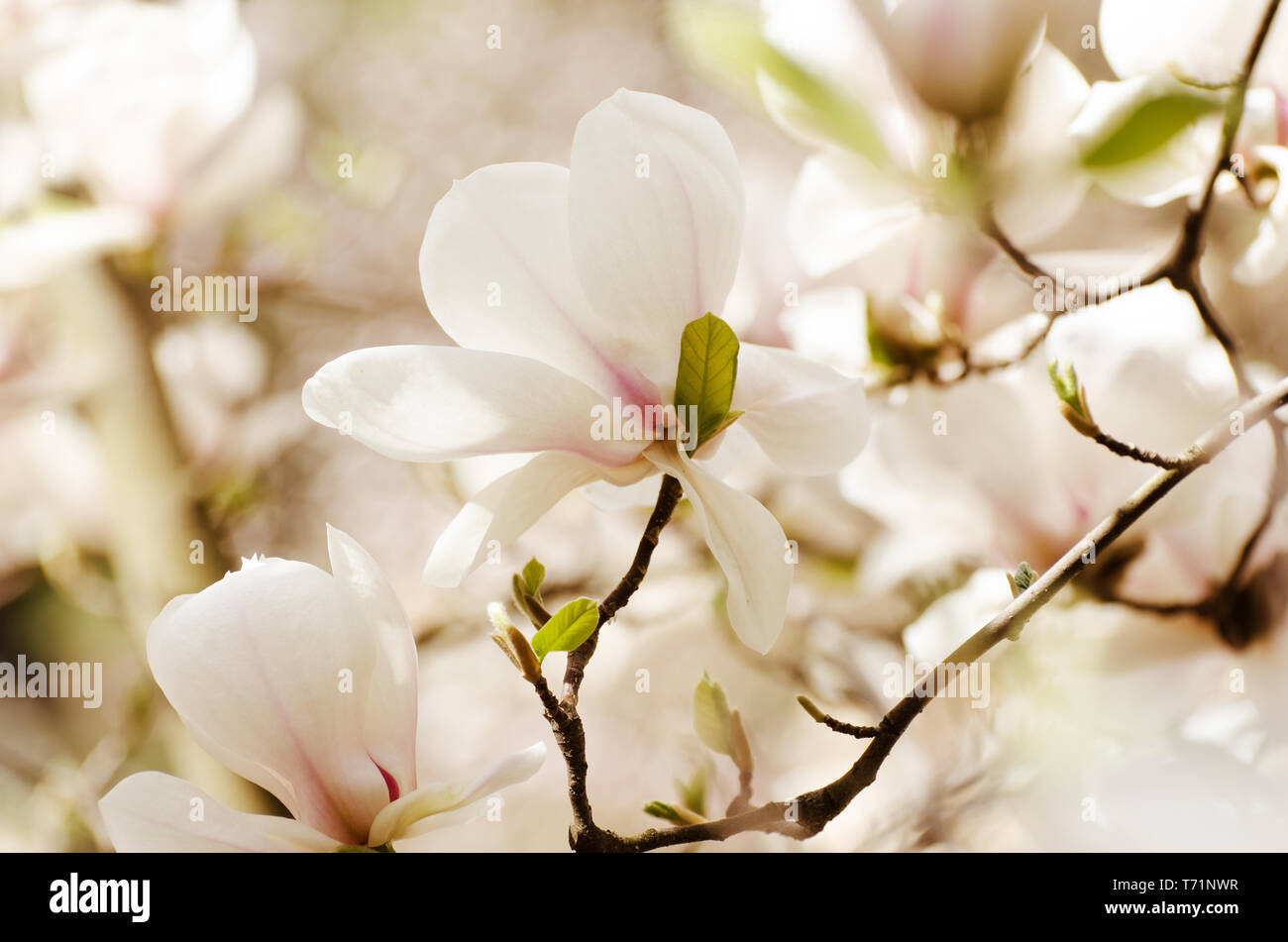 Beautiful magnolia tree blossoms in springtime. Jentle white magnolia ...