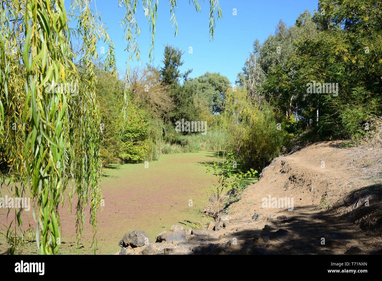 Algae growth on stagnant water of Goonoo Goonoo Creek at Tamworth NSW ...