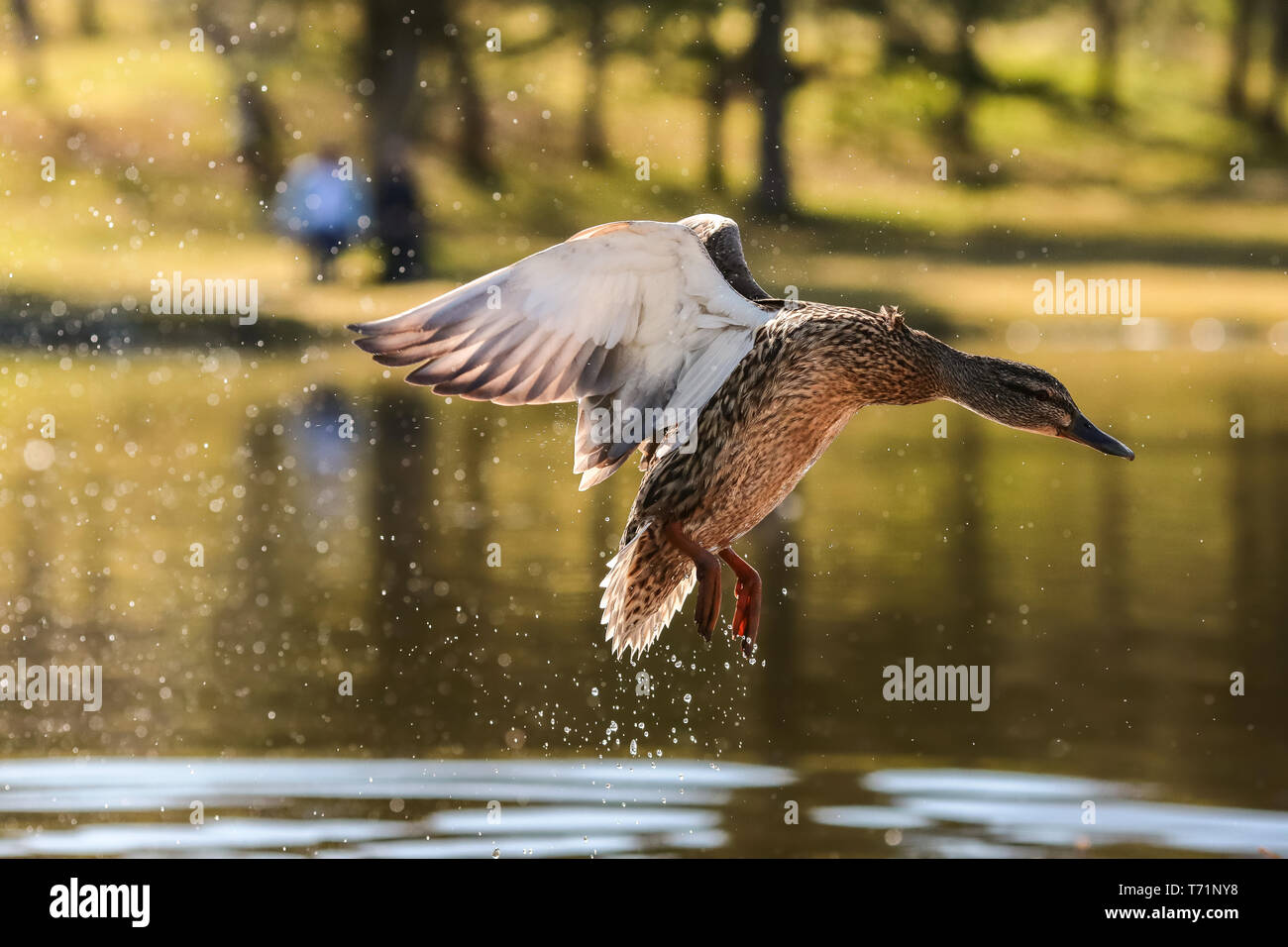 Happy duck enjoying the spring. The picture was taken in the Ringve ...