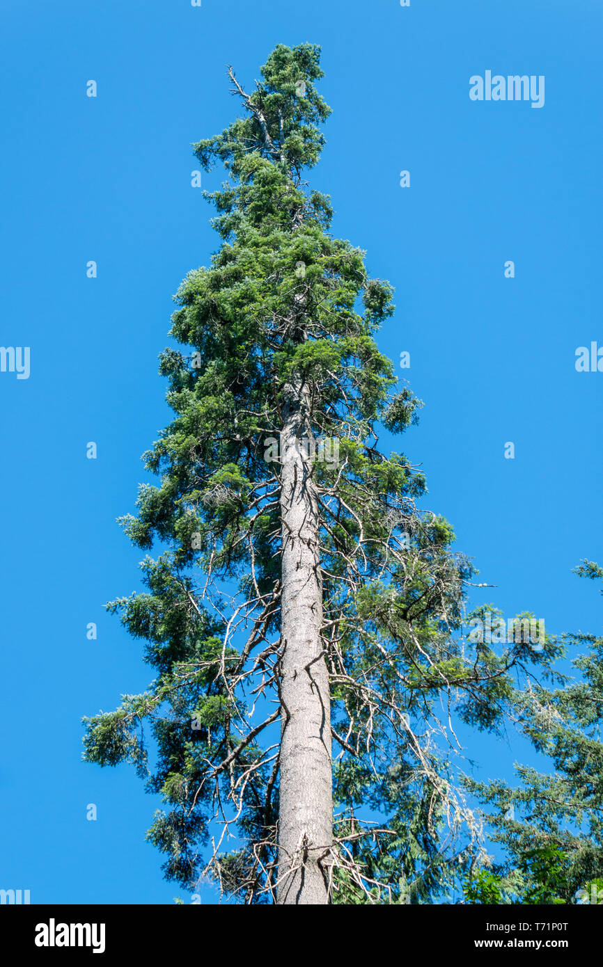 Priest looking up isolated hi-res stock photography and images - Alamy