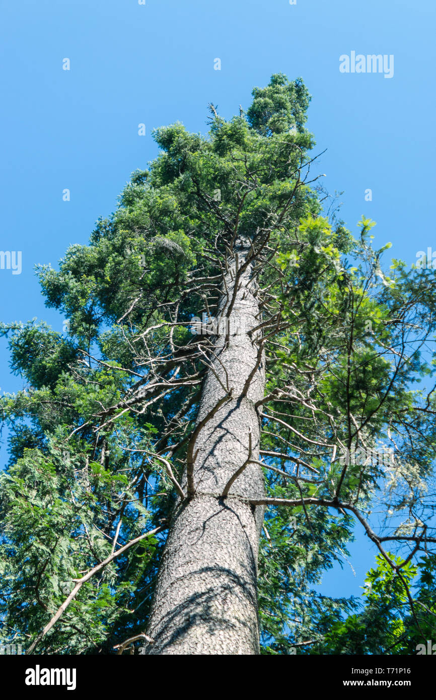 Looking upwards at very tall pine trees in Priest Point Park in Olympia ...