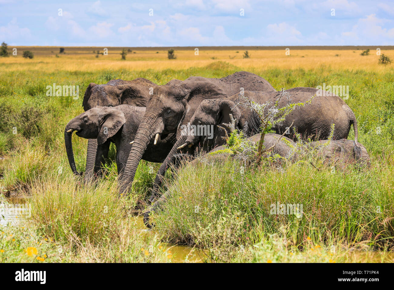 group of elepants drinking from a small watering hole, trunks extended ...