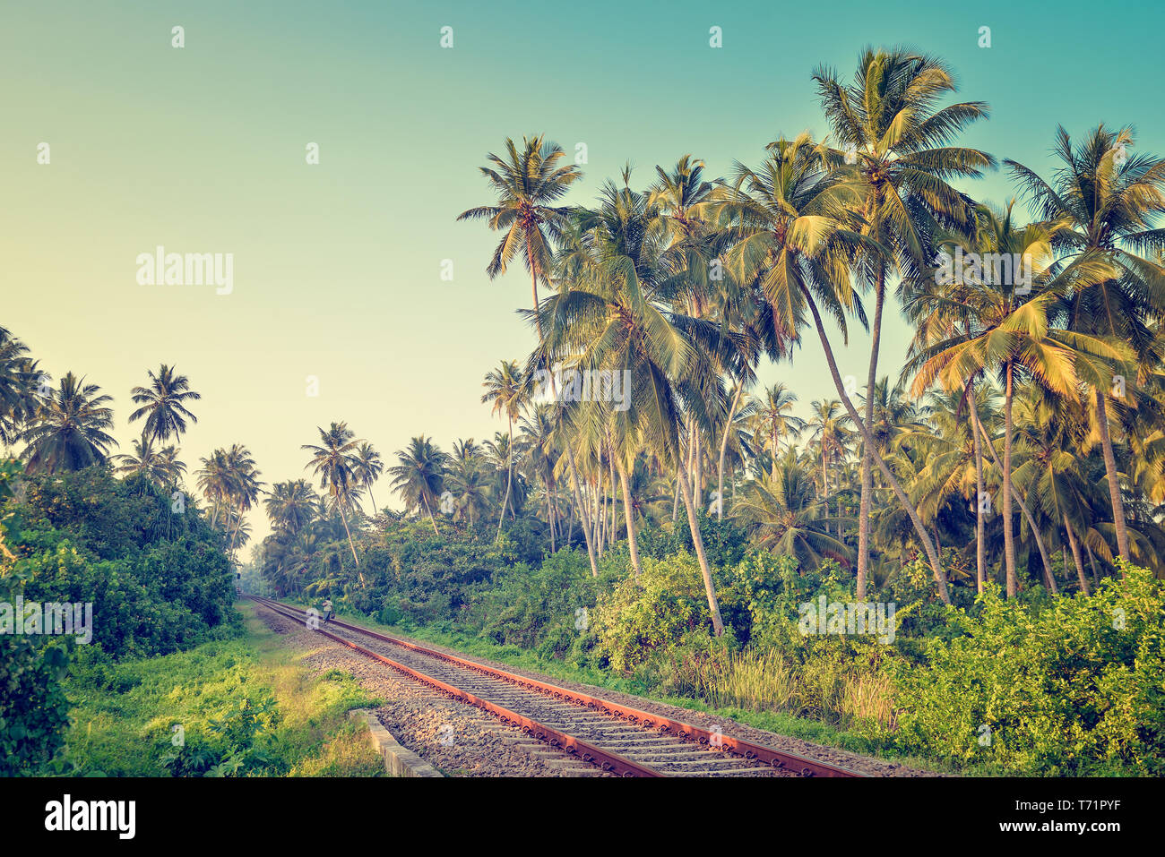the railroad in the jungle Stock Photo - Alamy