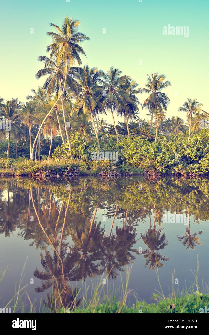 wild jungle Stock Photo - Alamy