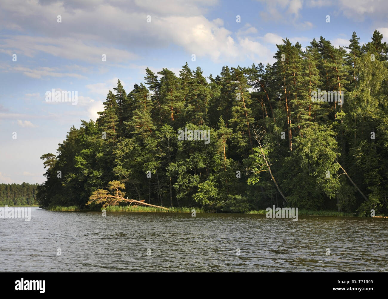 Augustow forest hi-res stock photography and images - Alamy