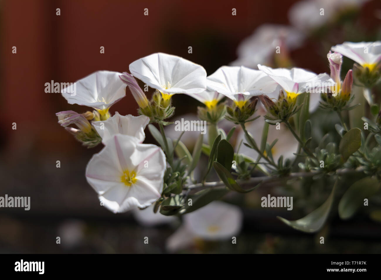 Convolvulus cneorum silverbush hi-res stock photography and images - Alamy