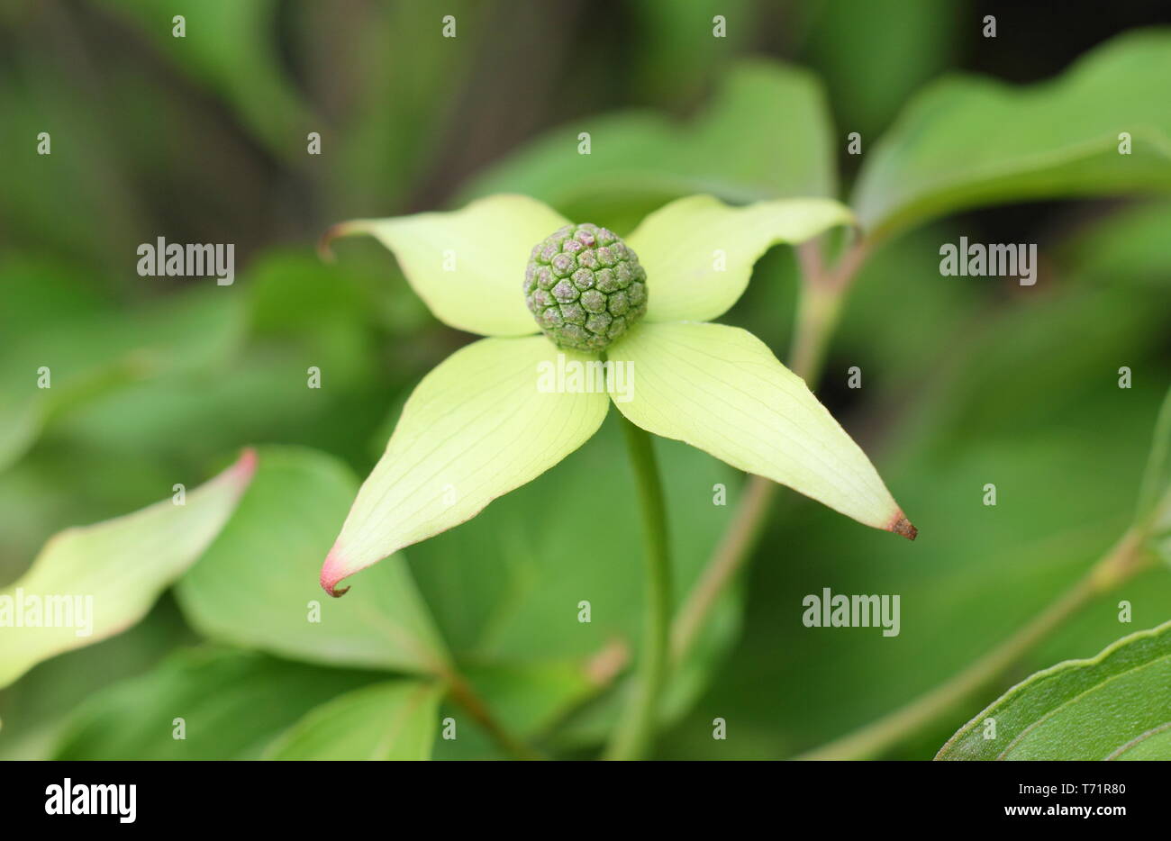 Kousa dogwood cornus kousa hi-res stock photography and images - Alamy