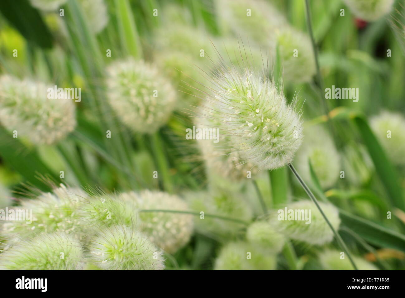 Bunny Tails Grass High Resolution Stock Photography and Images - Alamy
