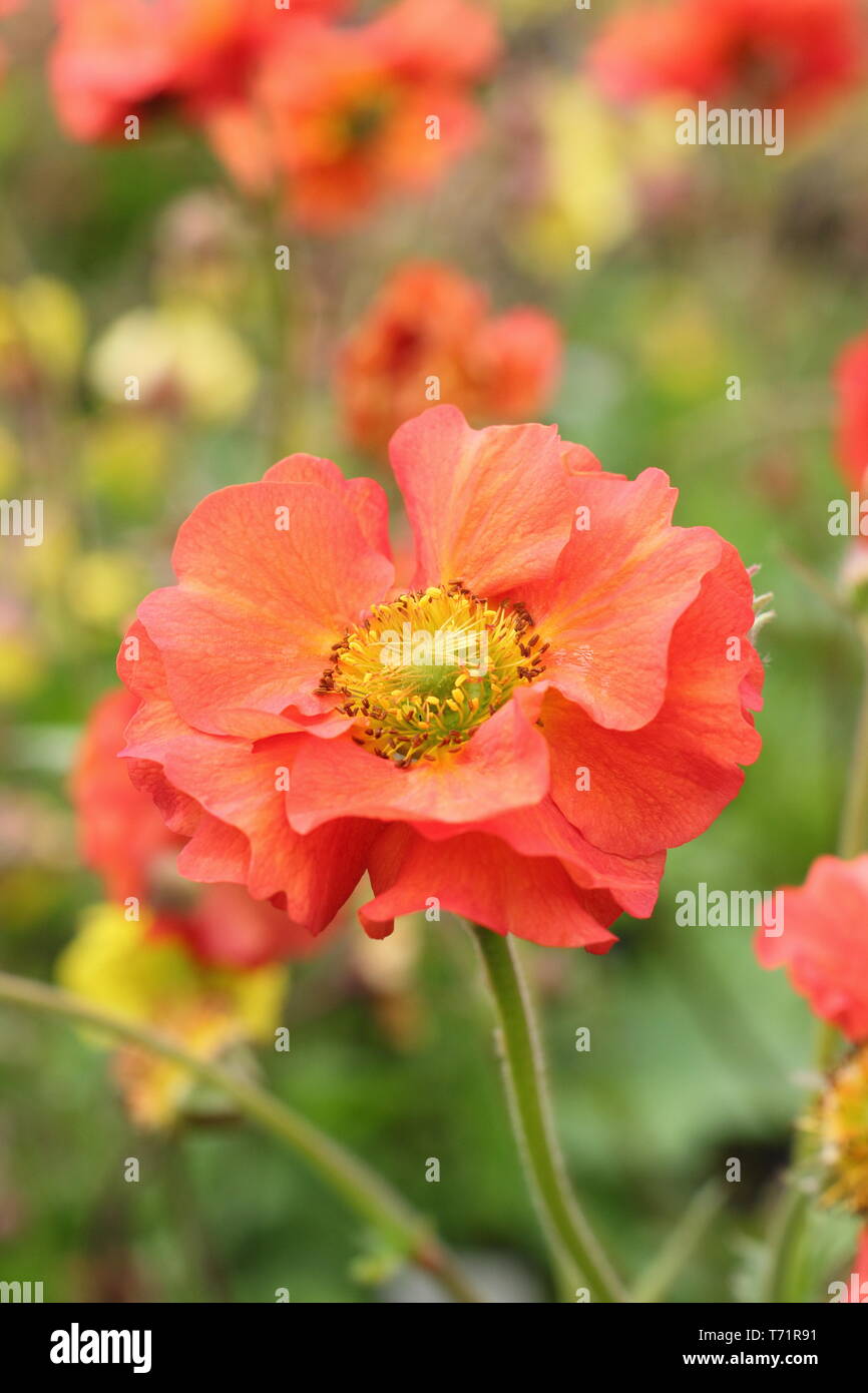 Orange geum hi-res stock photography and images - Alamy