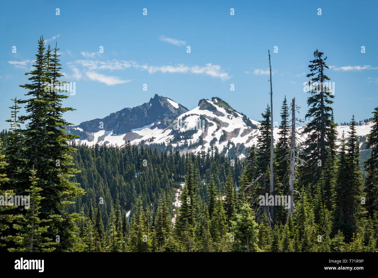 Evergreen trees grow large against mountain views in Mt Rainier ...