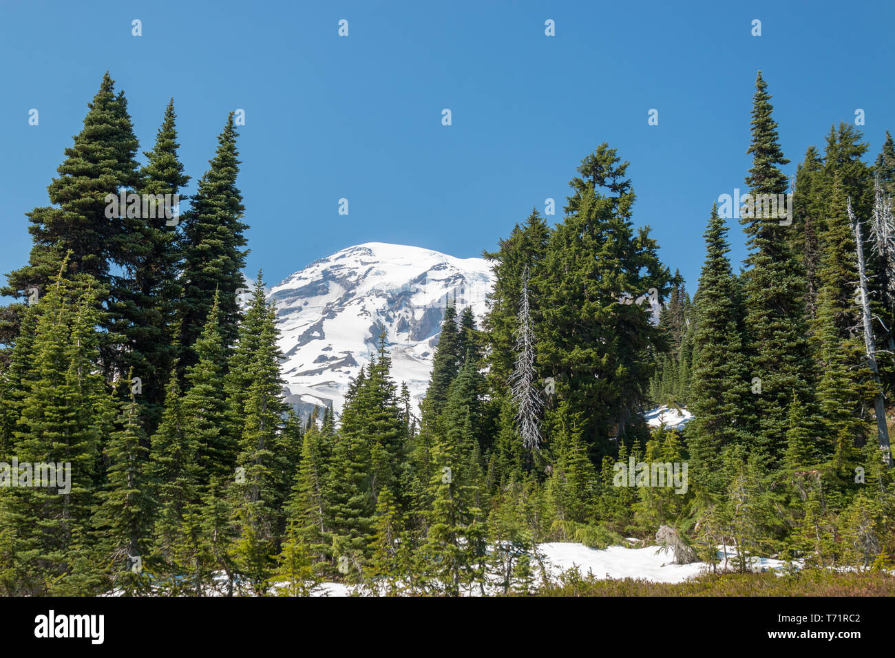 Evergreen trees grow large against mountain views in Mt Rainier ...
