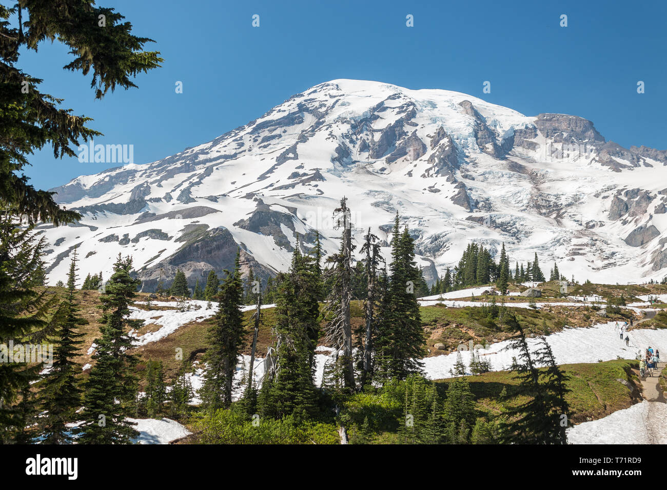 The peak of Mt Rainier in Washington state against a bright blue summer ...