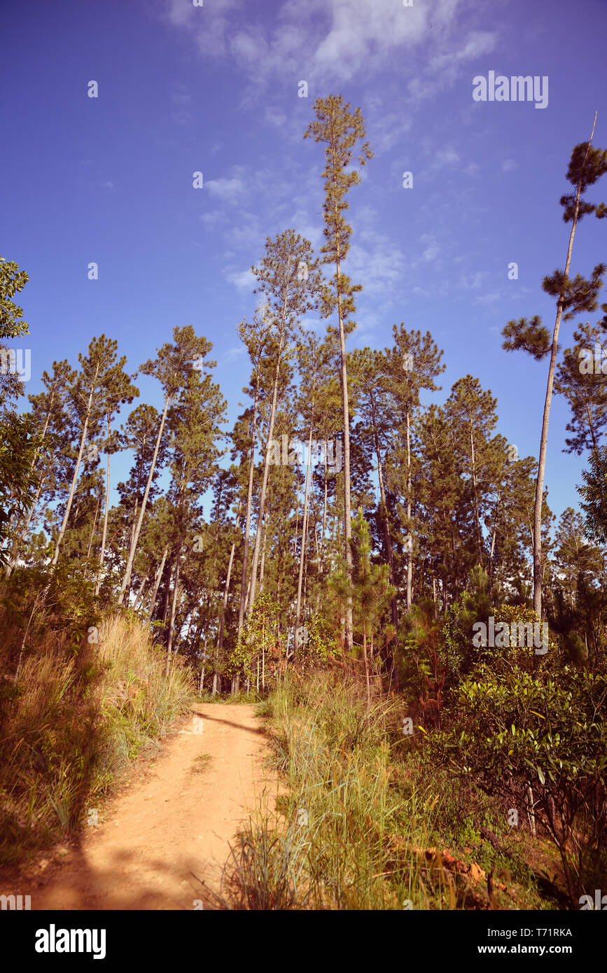 Tall mountain green forest hi-res stock photography and images - Alamy