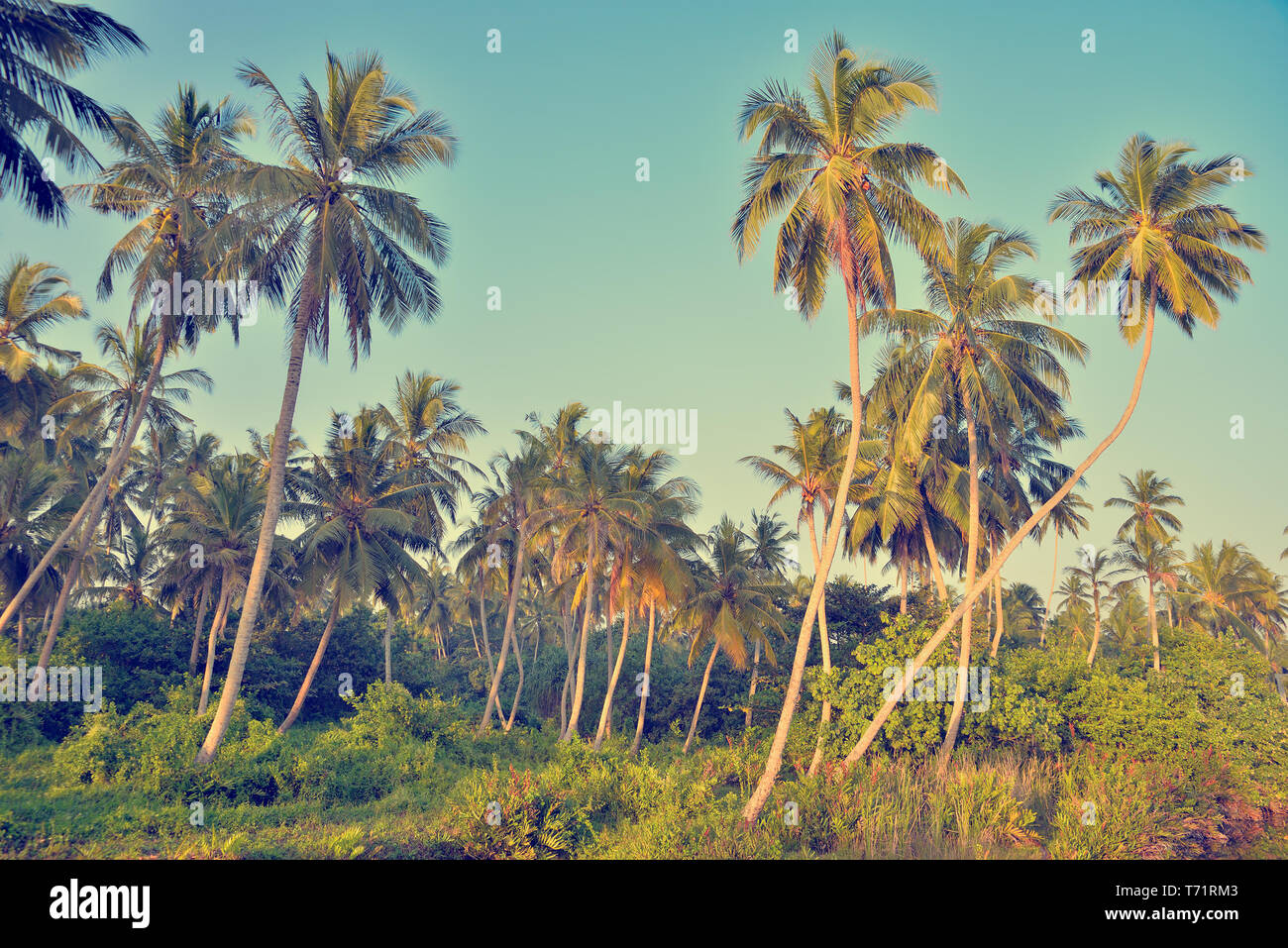 wild jungle Stock Photo - Alamy