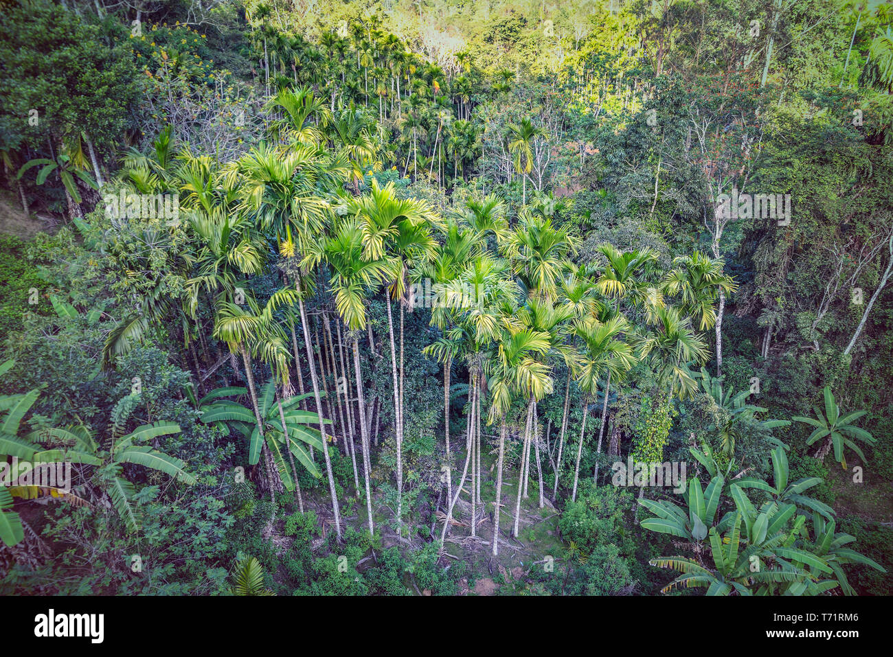 wild jungle Stock Photo - Alamy