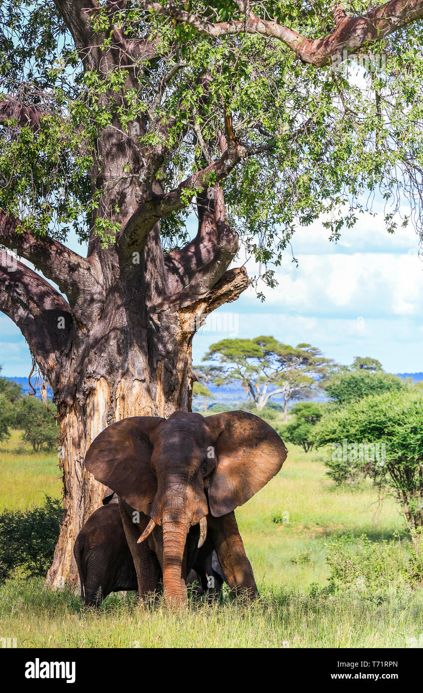 Large elephant has ears open below tree with another elephant behind ...