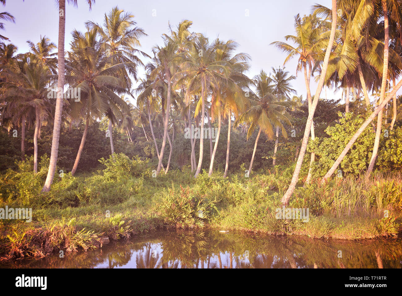 wild jungle Stock Photo - Alamy