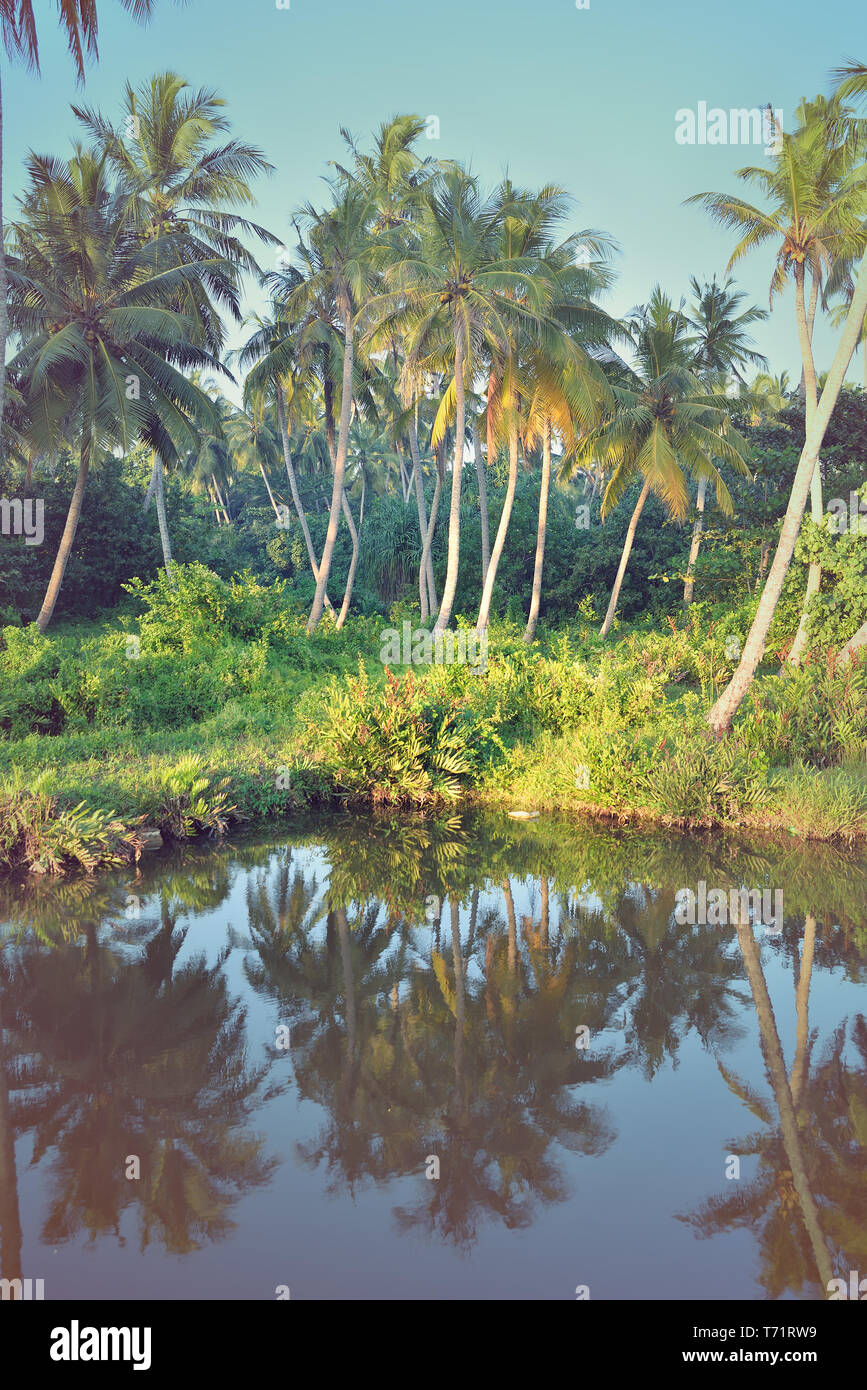 wild jungle Stock Photo - Alamy
