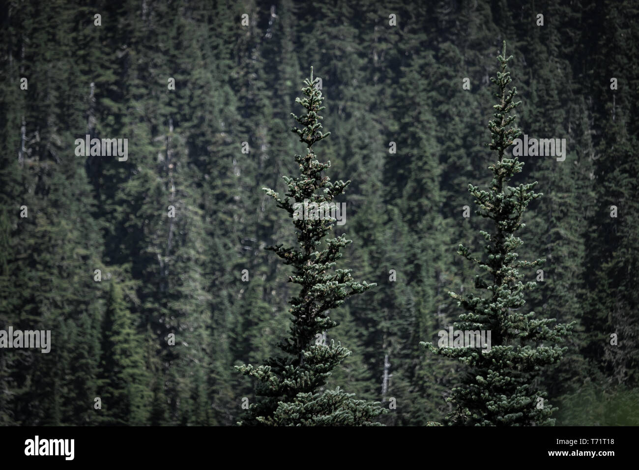 Evergreen trees grow large on Mt Rainier in Washington state Stock ...