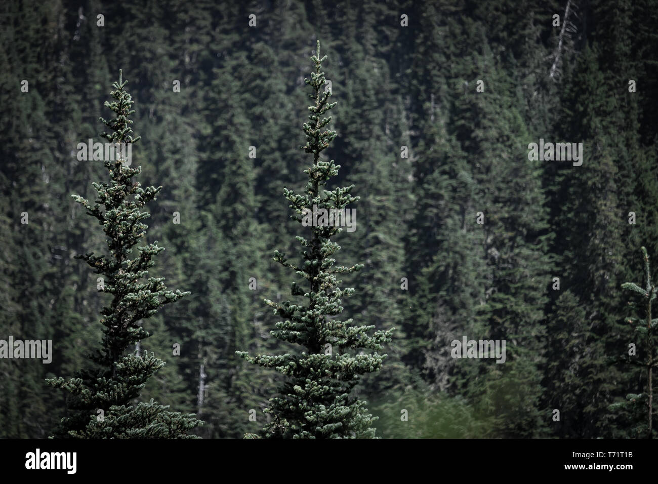 Evergreen trees grow large on Mt Rainier in Washington state Stock ...