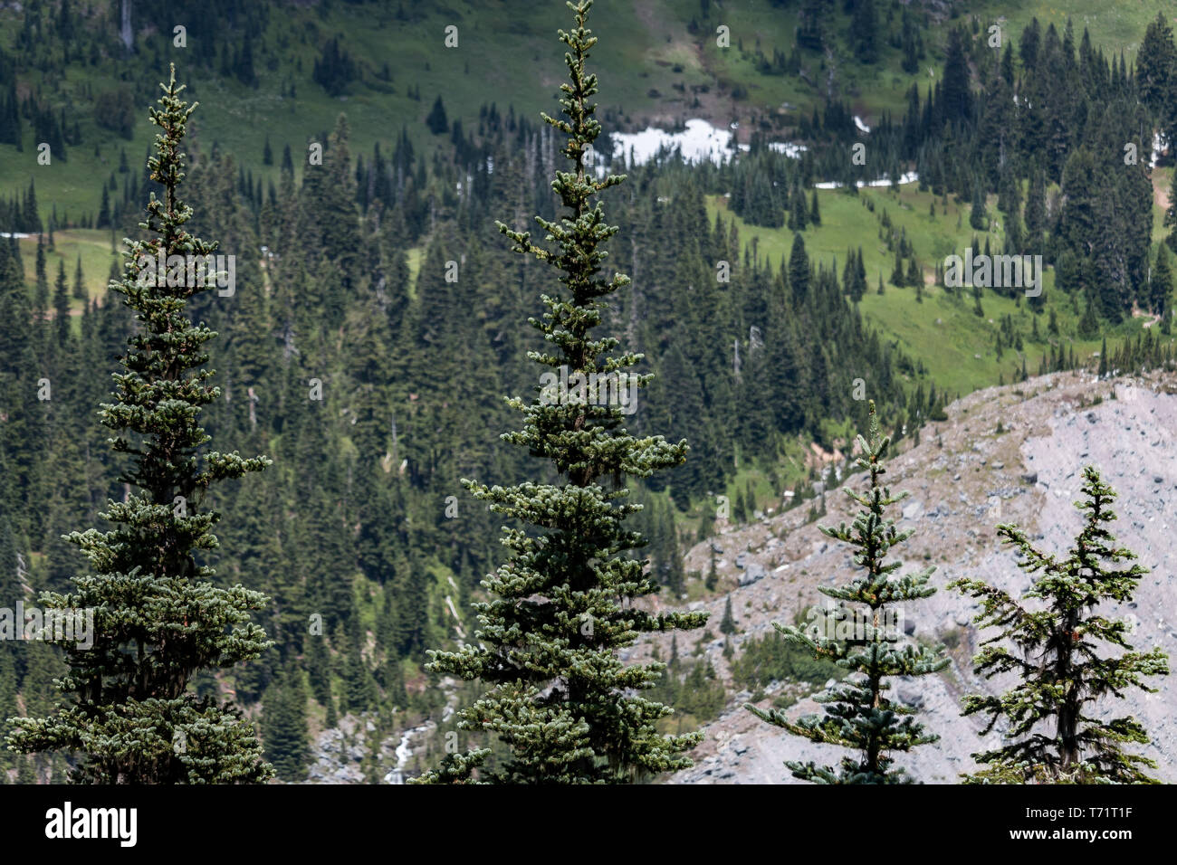 Large evergreen coniferous trees hi-res stock photography and images ...