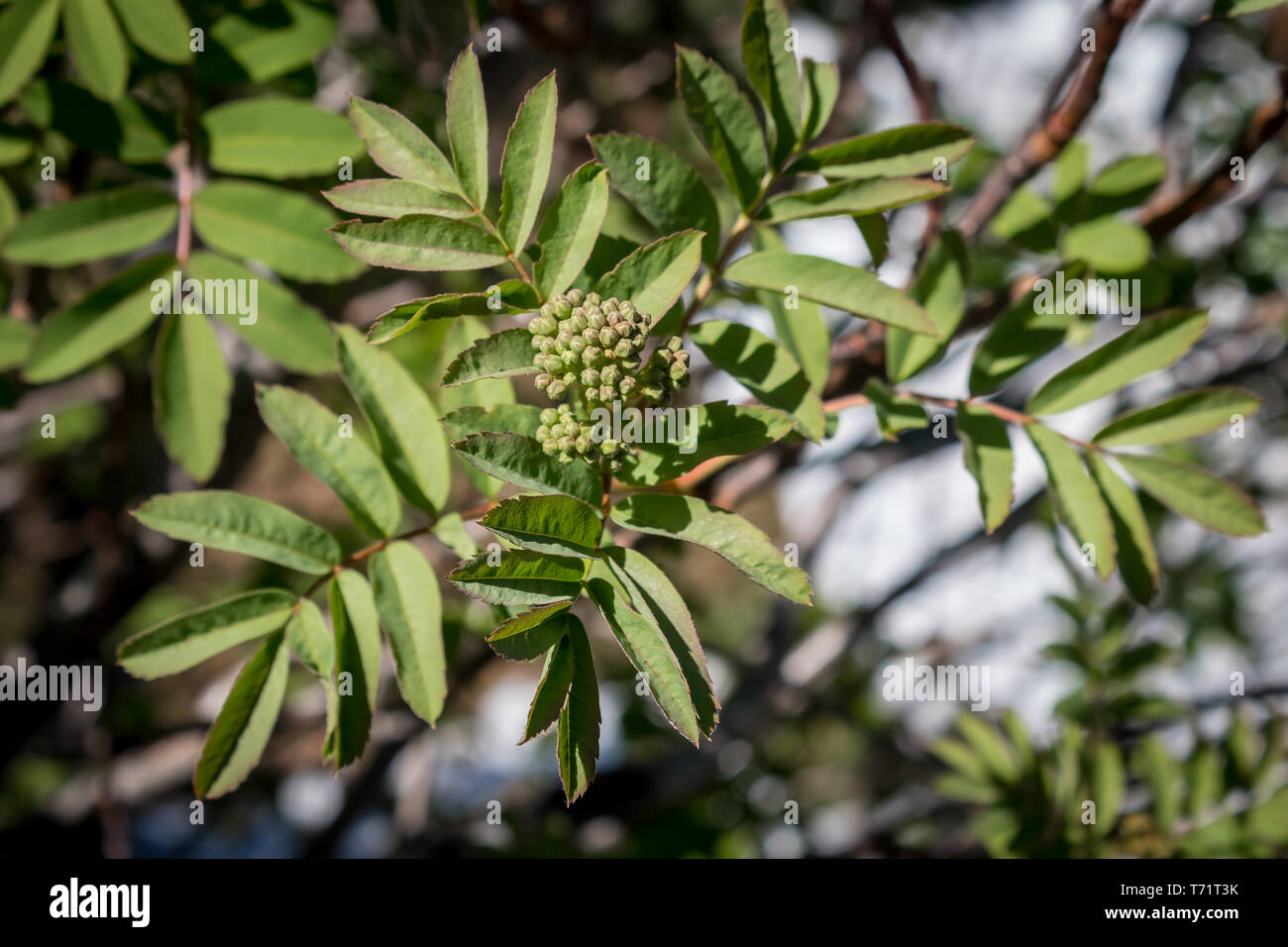 A closeup of the leaves and buds of a rowan mountain ash tree just ...