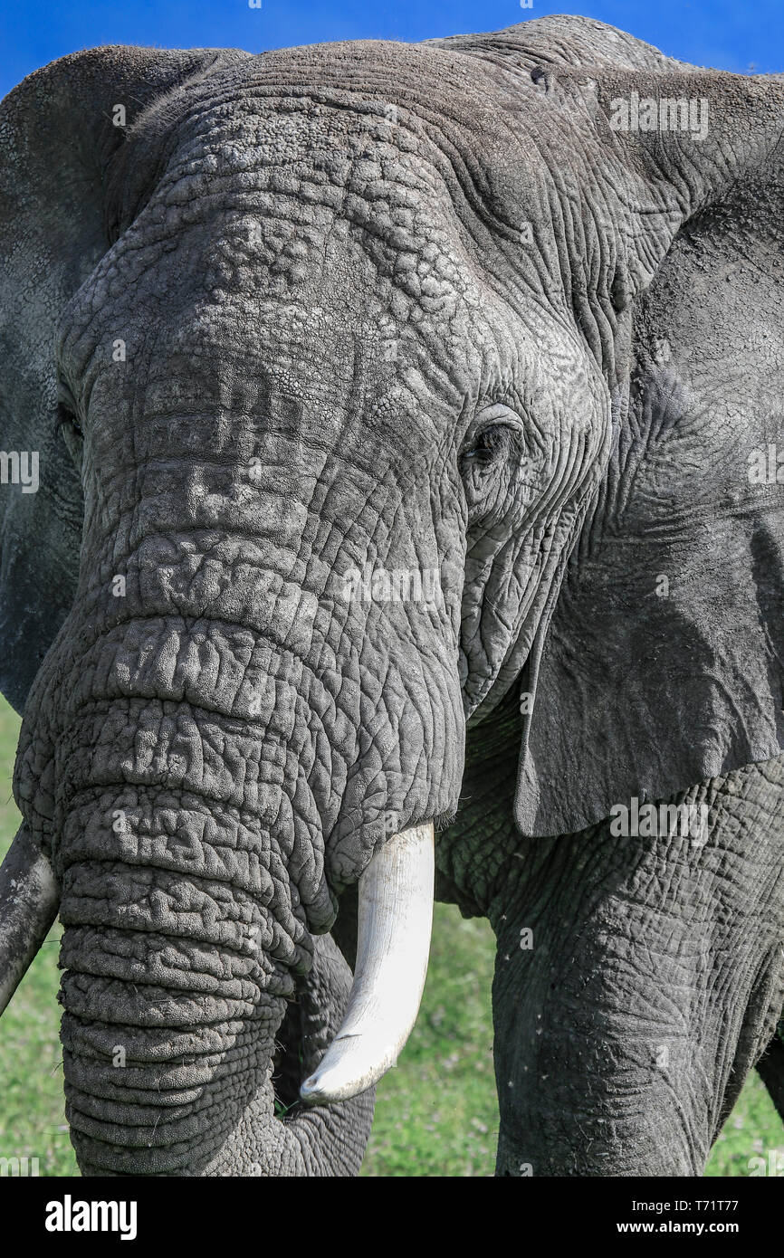 Large elephant uses trunk into mouth, big tusks facing forward Stock ...