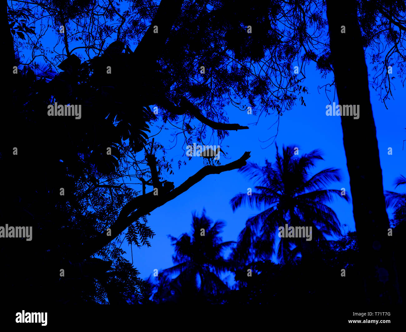 Hadada Ibis, an native African bird, is resting in the East African ...