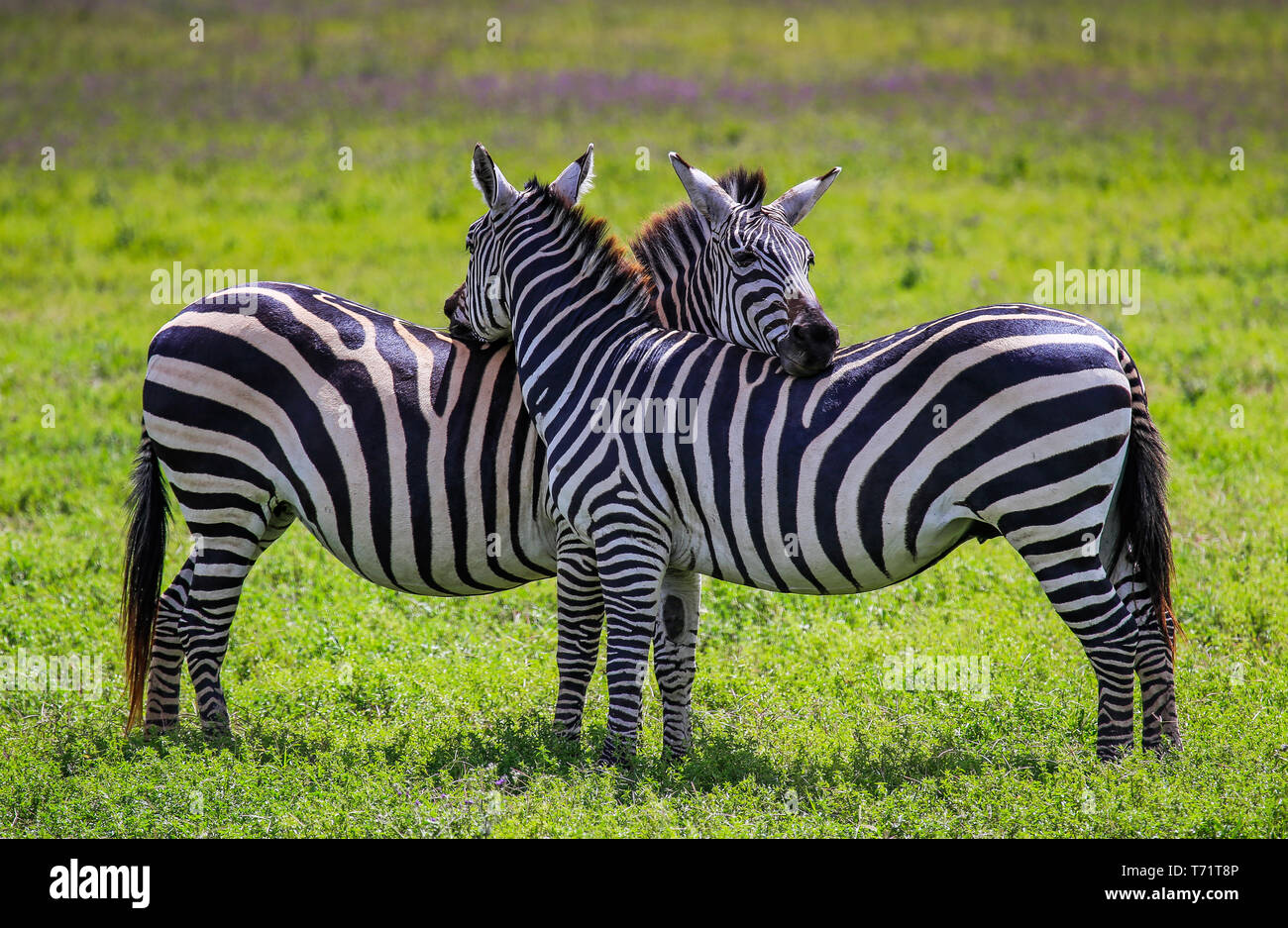 Zebras