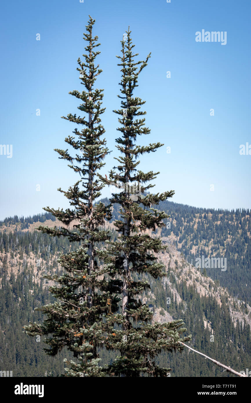 Mount magnet state forest hi-res stock photography and images - Alamy