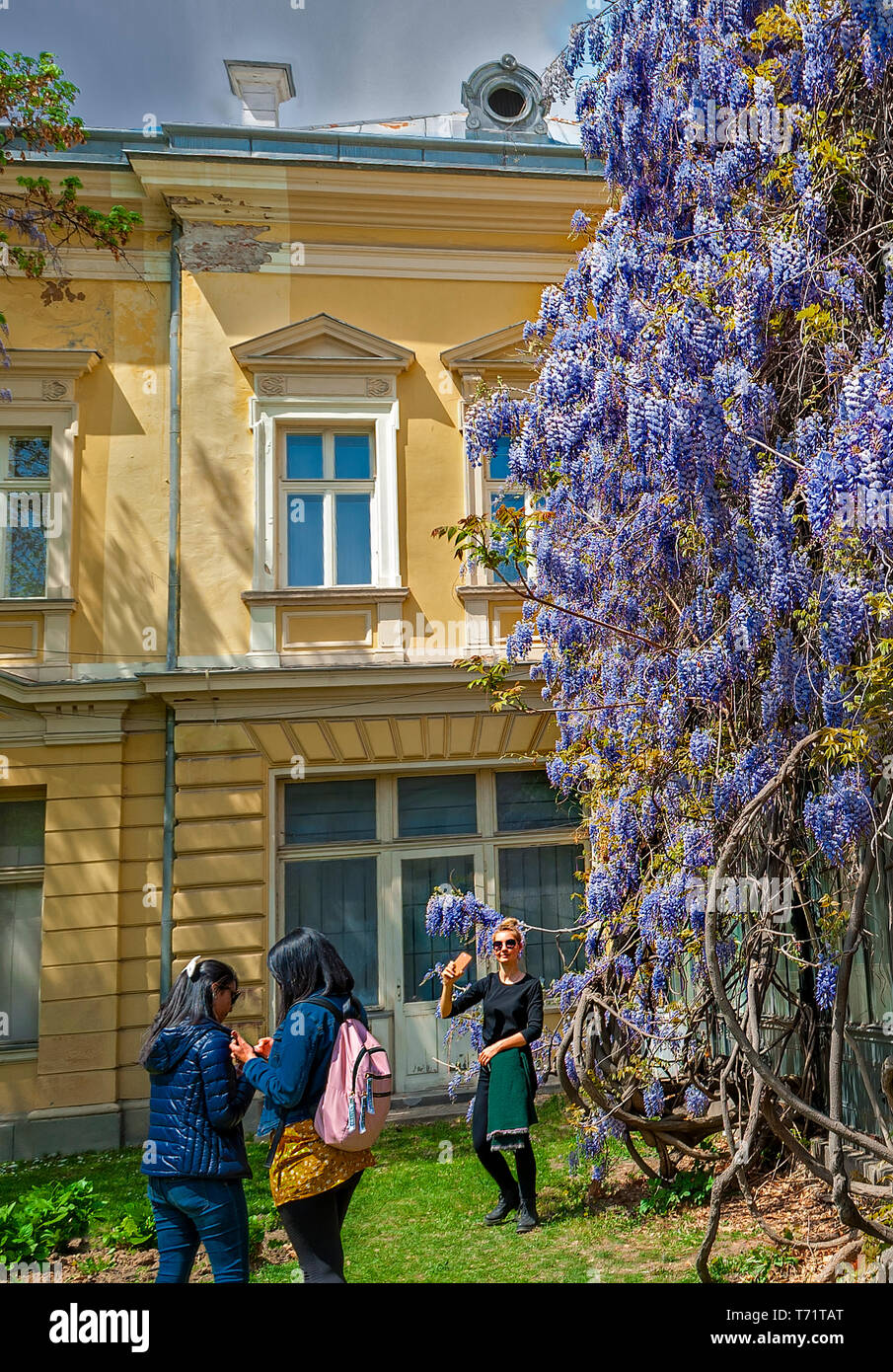 Climbing wisteria on building hi-res stock photography and images - Alamy