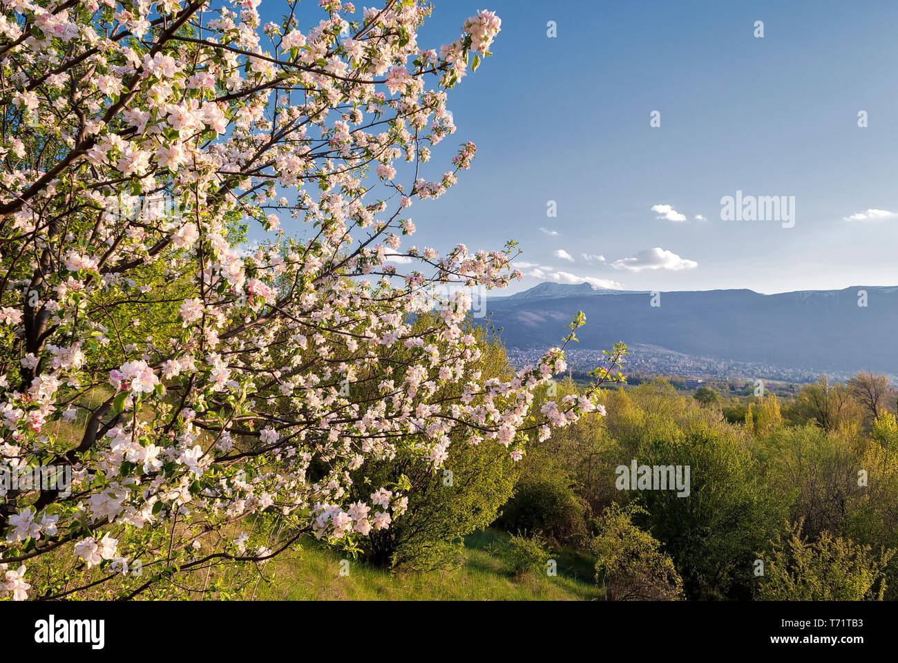 Spring nature landscape hi-res stock photography and images - Alamy
