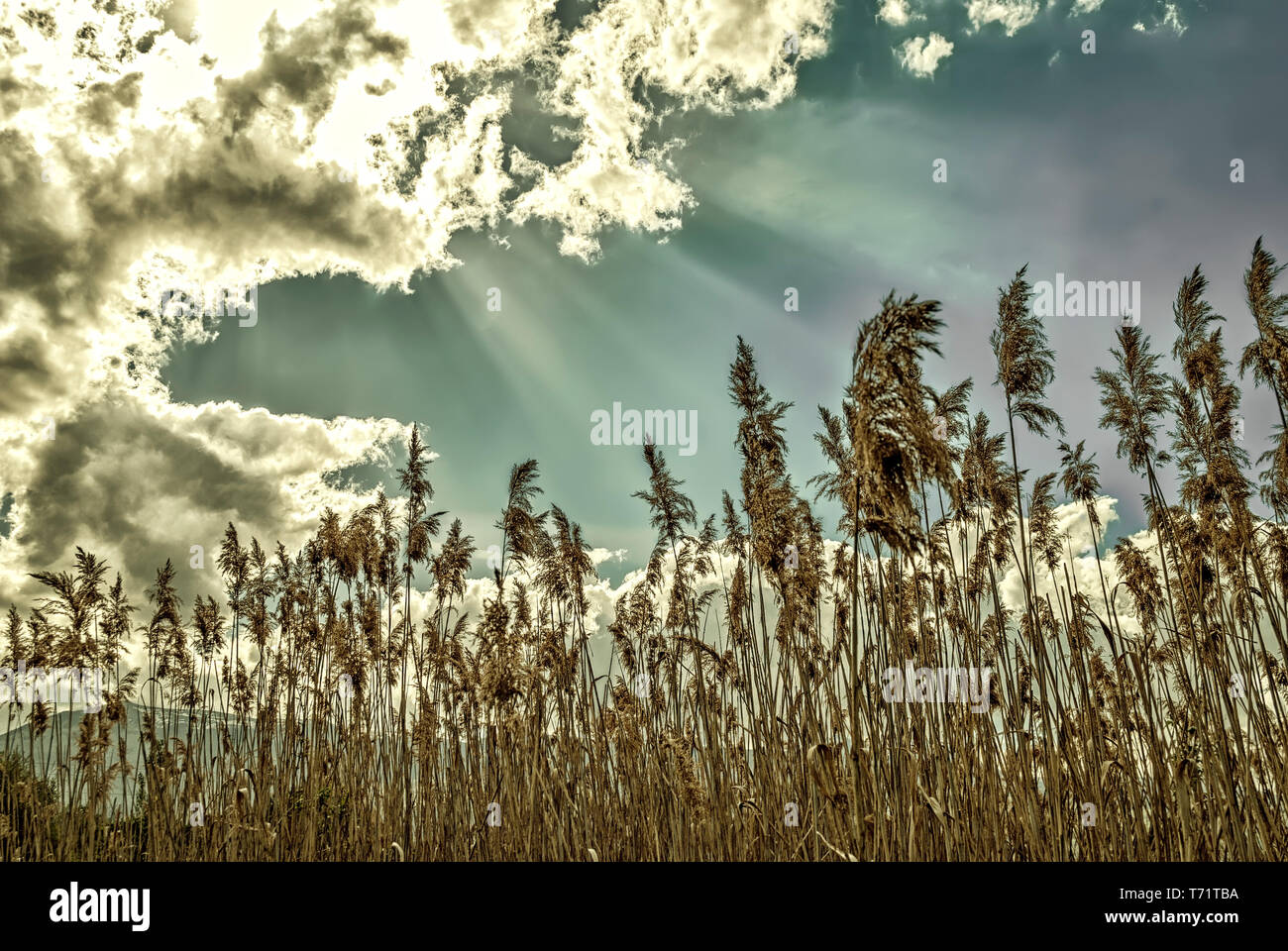 High vegetation and clouds Stock Photo - Alamy