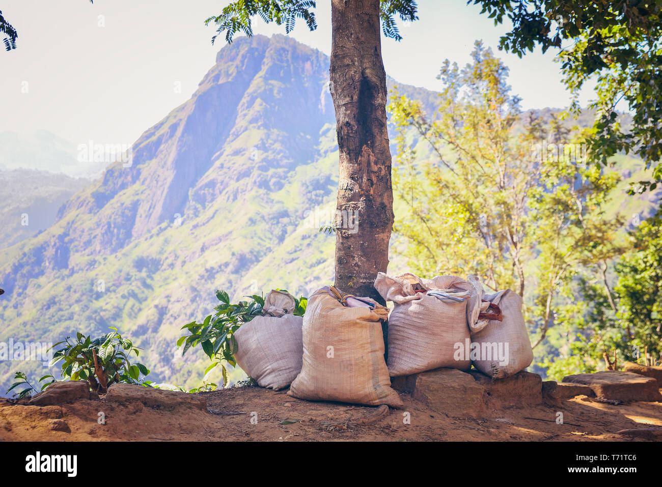 bags of tea Stock Photo - Alamy