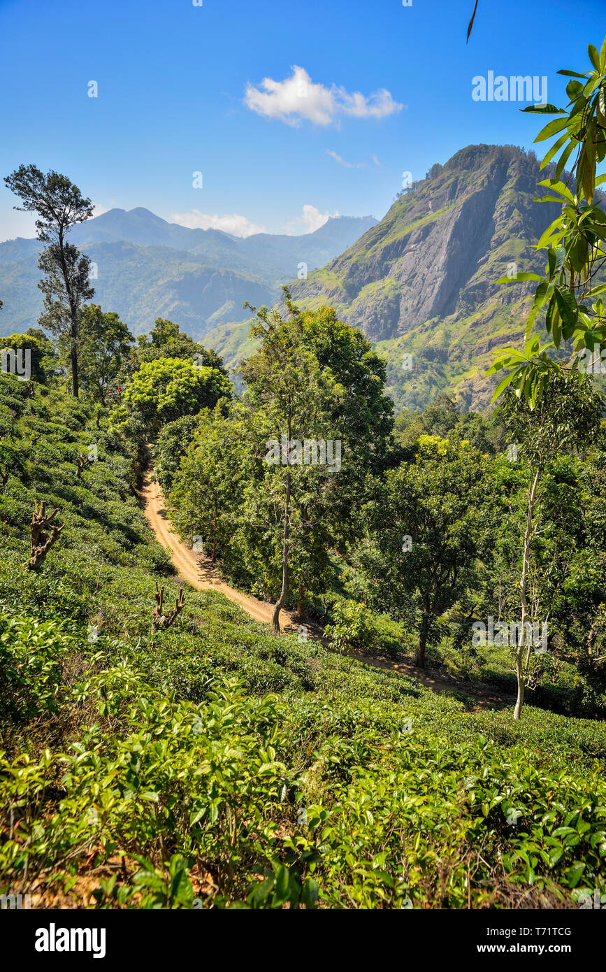 beautiful landscape with Ella Rock Stock Photo - Alamy