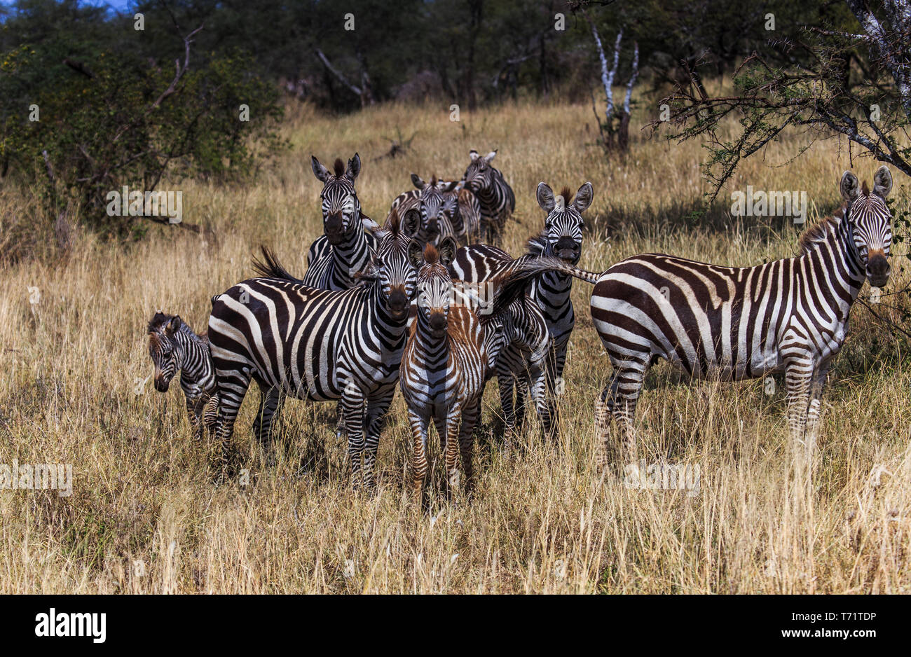 A small group of zebras looking straight out, one looks like its ...